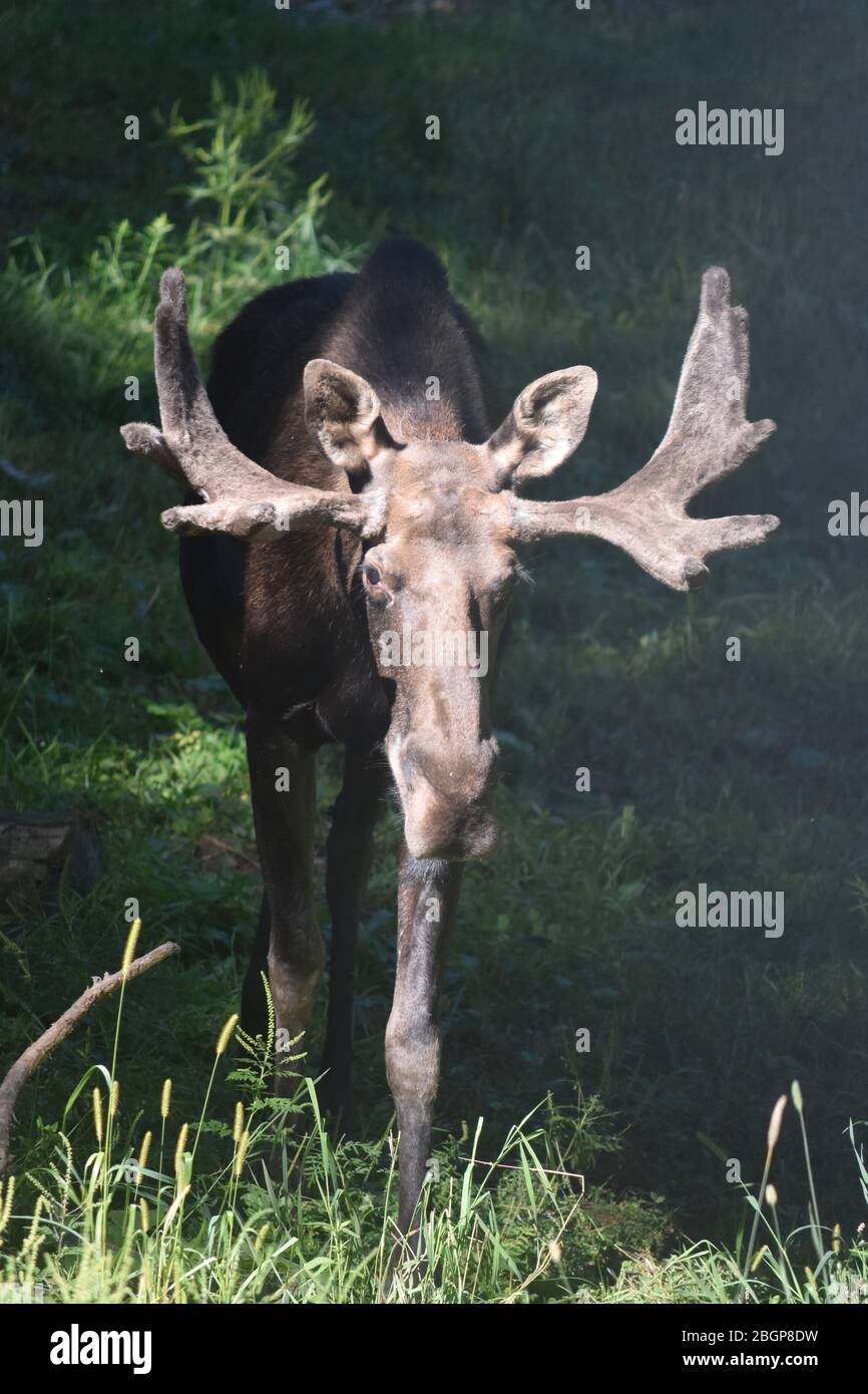 Fantastic moose with antlers in a clearing in Maine Stock Photo - Alamy