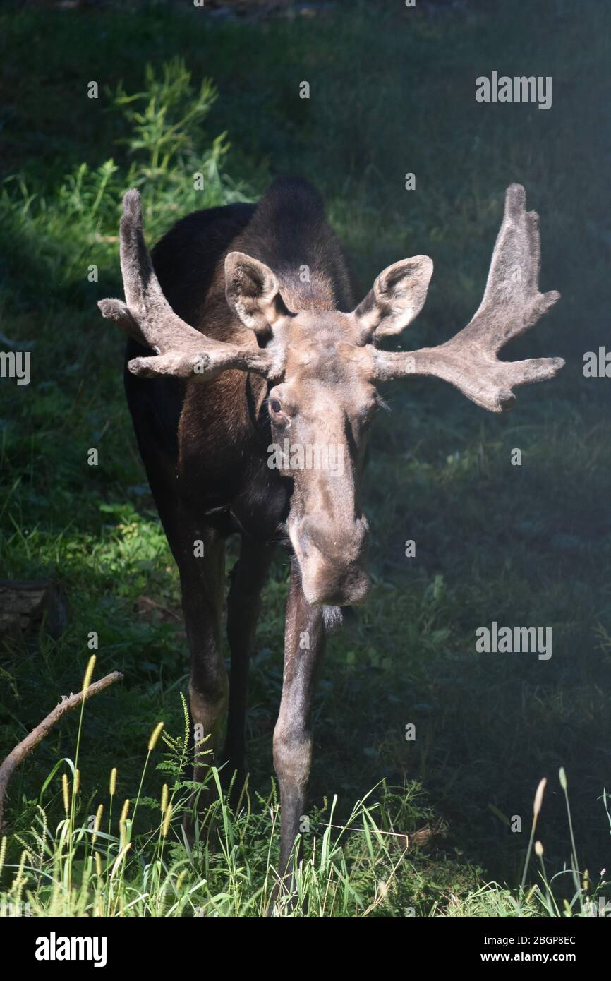 Amazing capture of a wild moose stepping into the sunlight Stock Photo ...