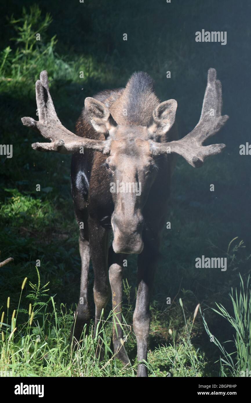 Gorgeous face of a woodland moose in the wild Stock Photo - Alamy