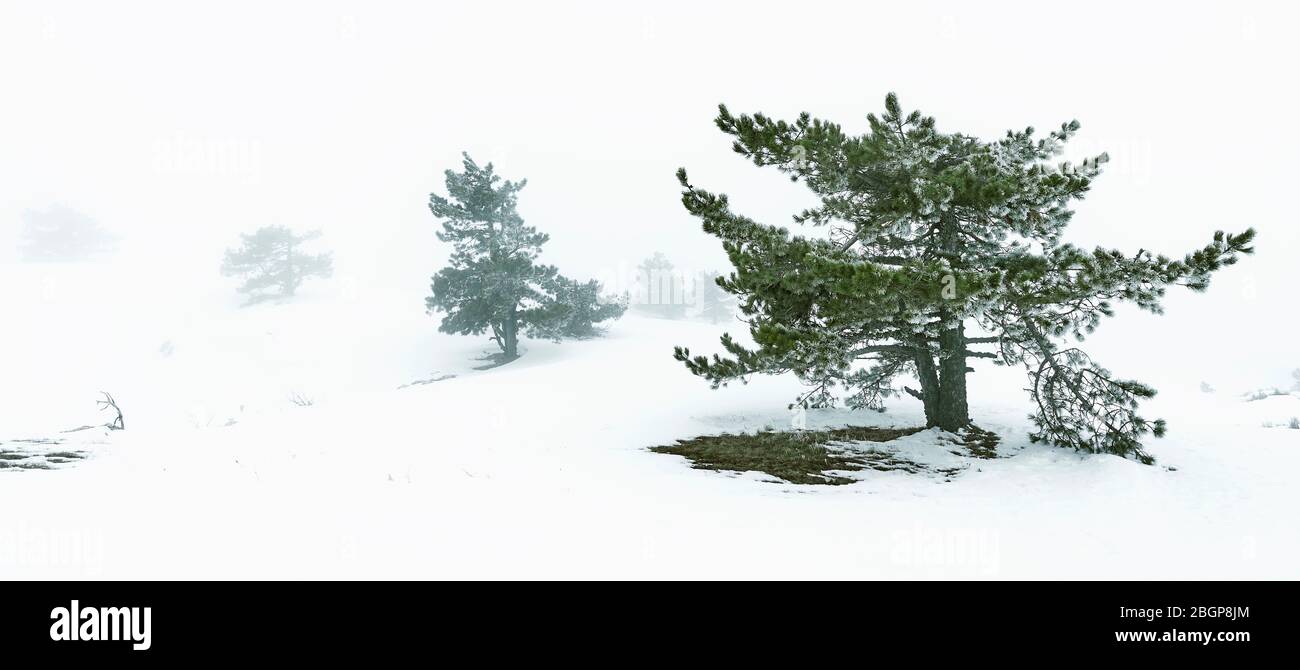 Forest viewer Cut Out Stock Images & Pictures - Alamy