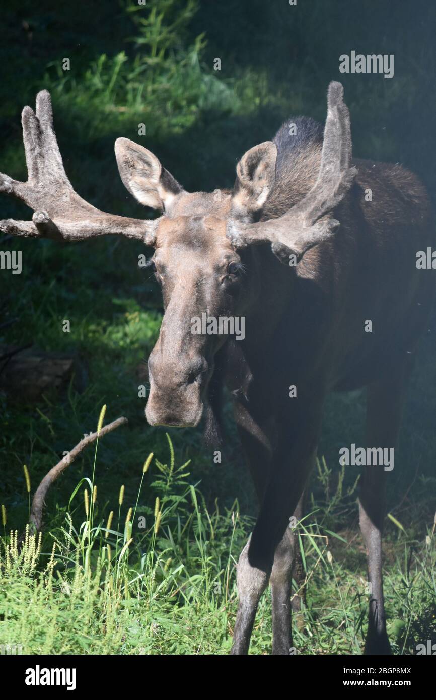 Wild moose ambling through a wooded area in Maine Stock Photo - Alamy