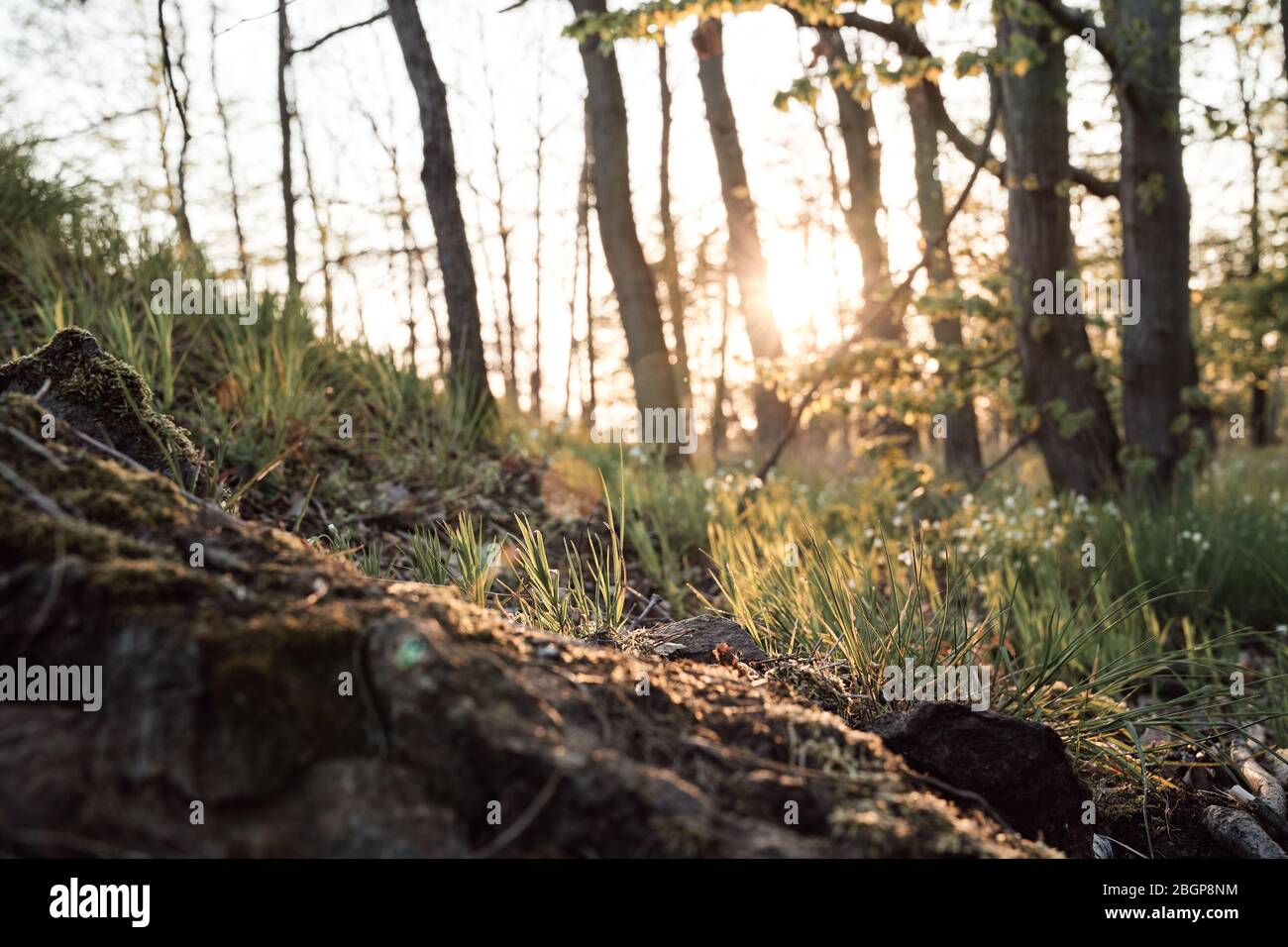 Tree next rock high hi-res stock photography and images - Alamy