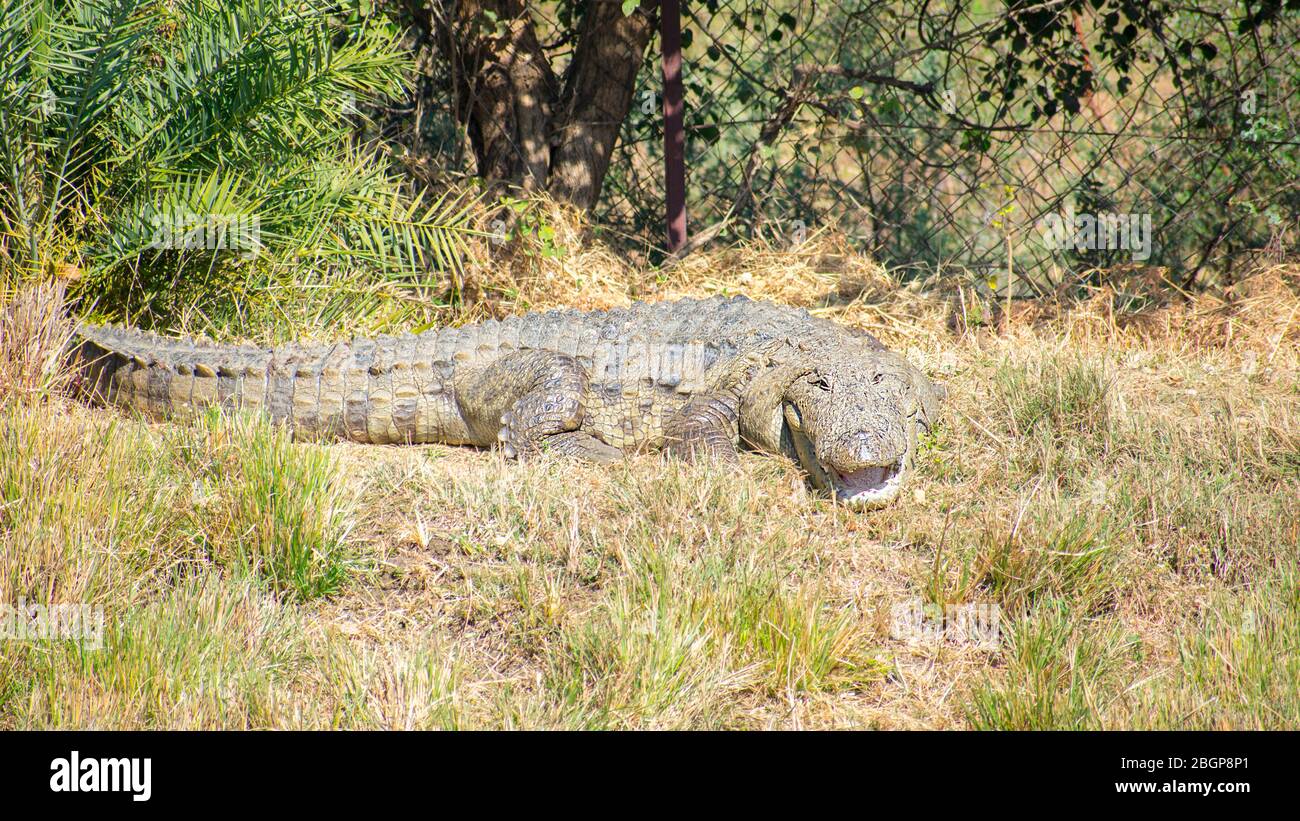 Indian Mugger Crocodile or Indian Marsh crocodile basking in the sun ...