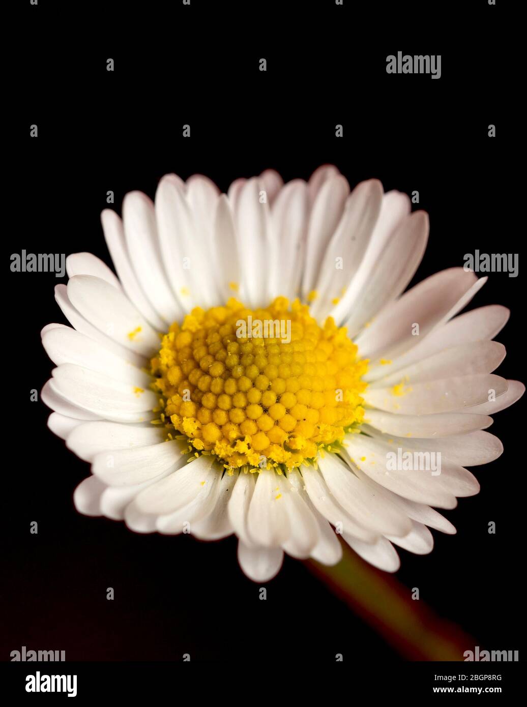 Small fresh daisy with water drop Stock Photo - Alamy