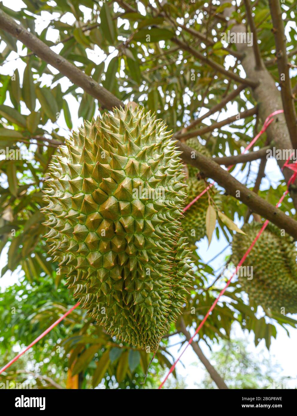 Durian tropical fruit on durian tree plant in garden Stock Photo - Alamy