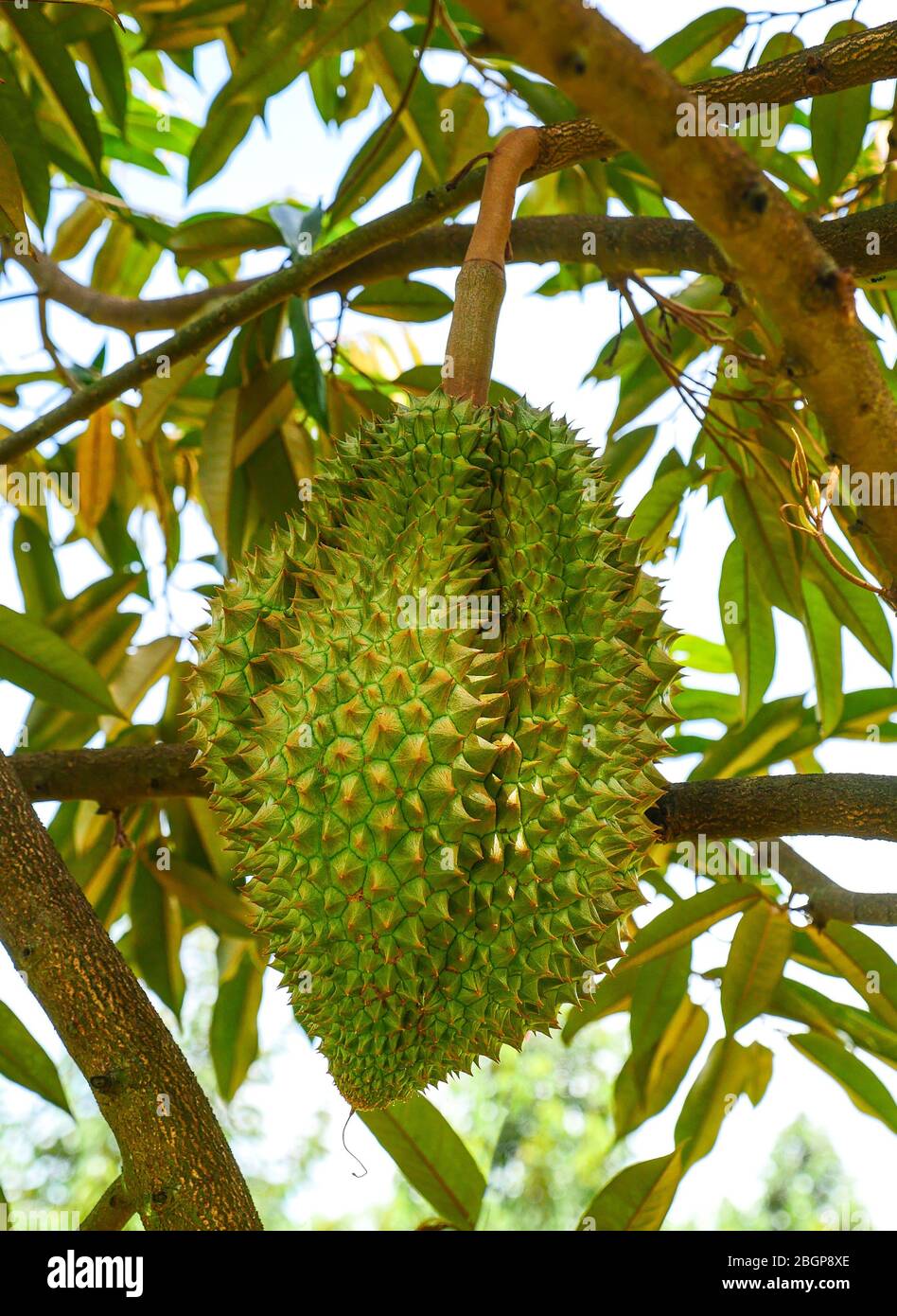 Durian tropical fruit on durian tree plant in garden Stock Photo - Alamy