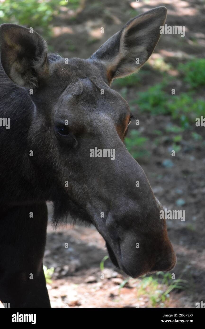 Beautiful precious moose with his face up close and personal Stock ...