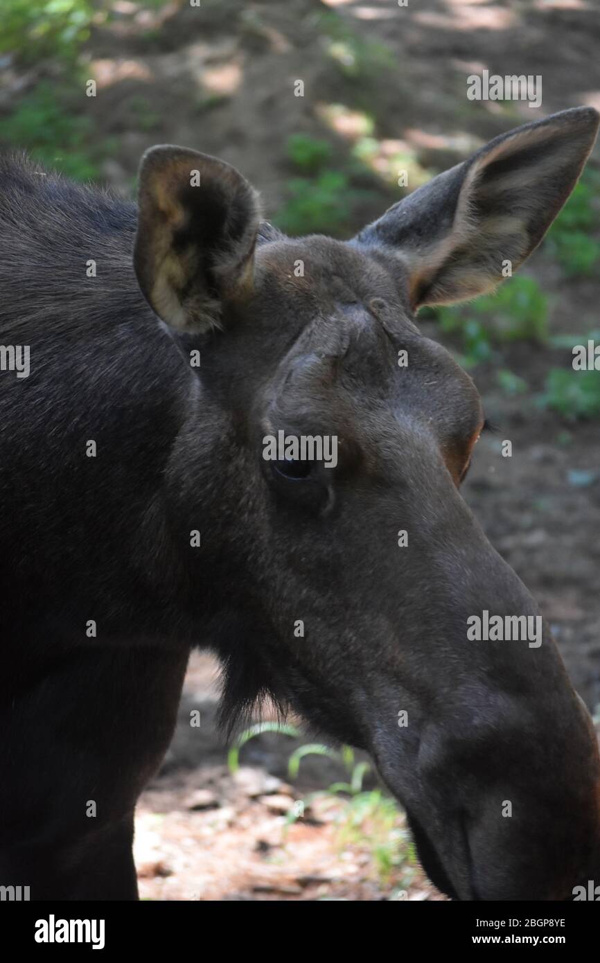 Close up moose nose hi-res stock photography and images - Alamy