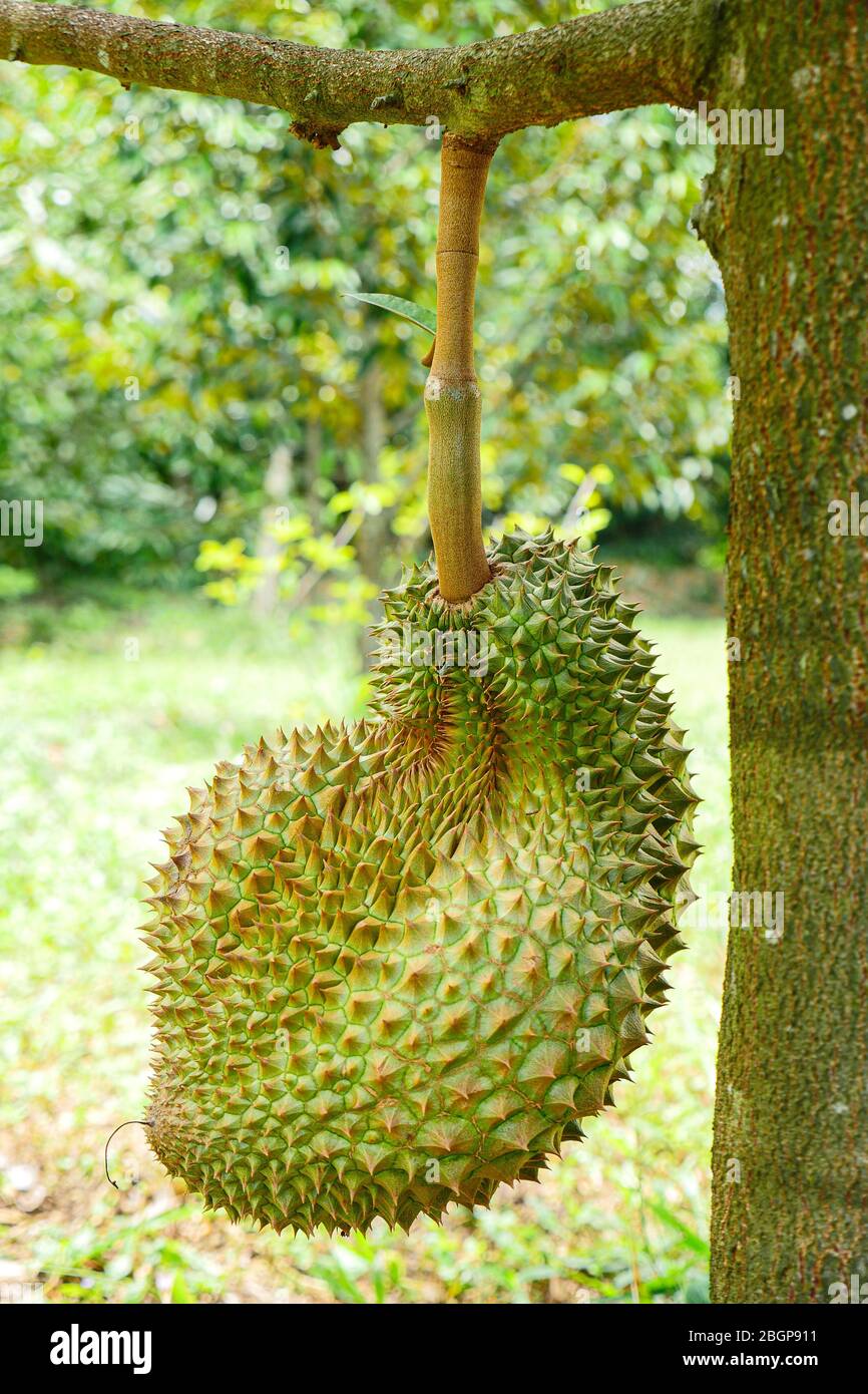 Durian tropical fruit on durian tree plant in garden Stock Photo - Alamy