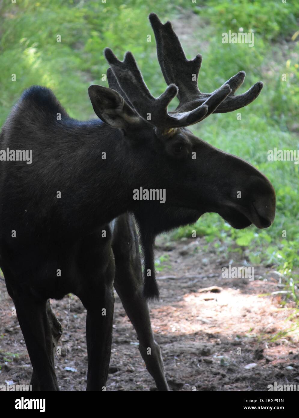 The profile of a moose in the wilderness Stock Photo - Alamy