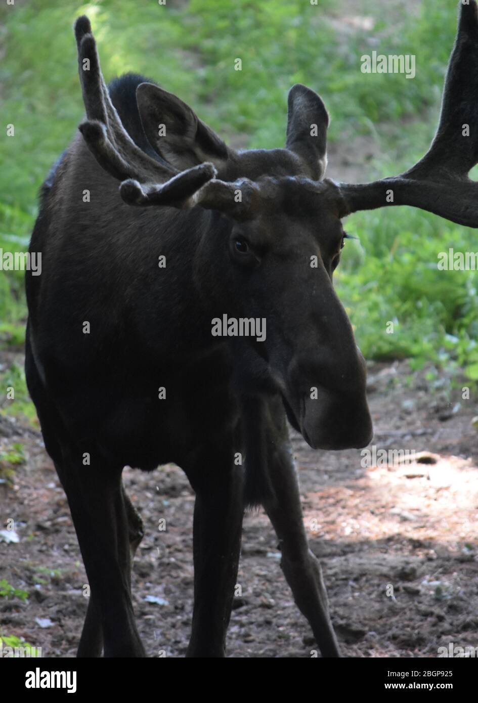 Moose close up profile view hi-res stock photography and images - Alamy