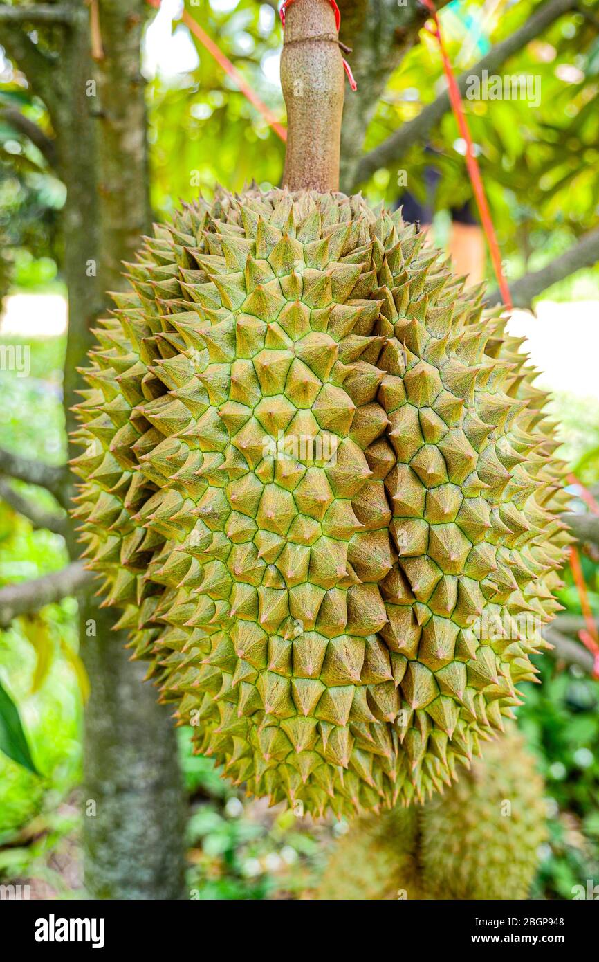 Durian tropical fruit on durian tree plant in garden Stock Photo - Alamy
