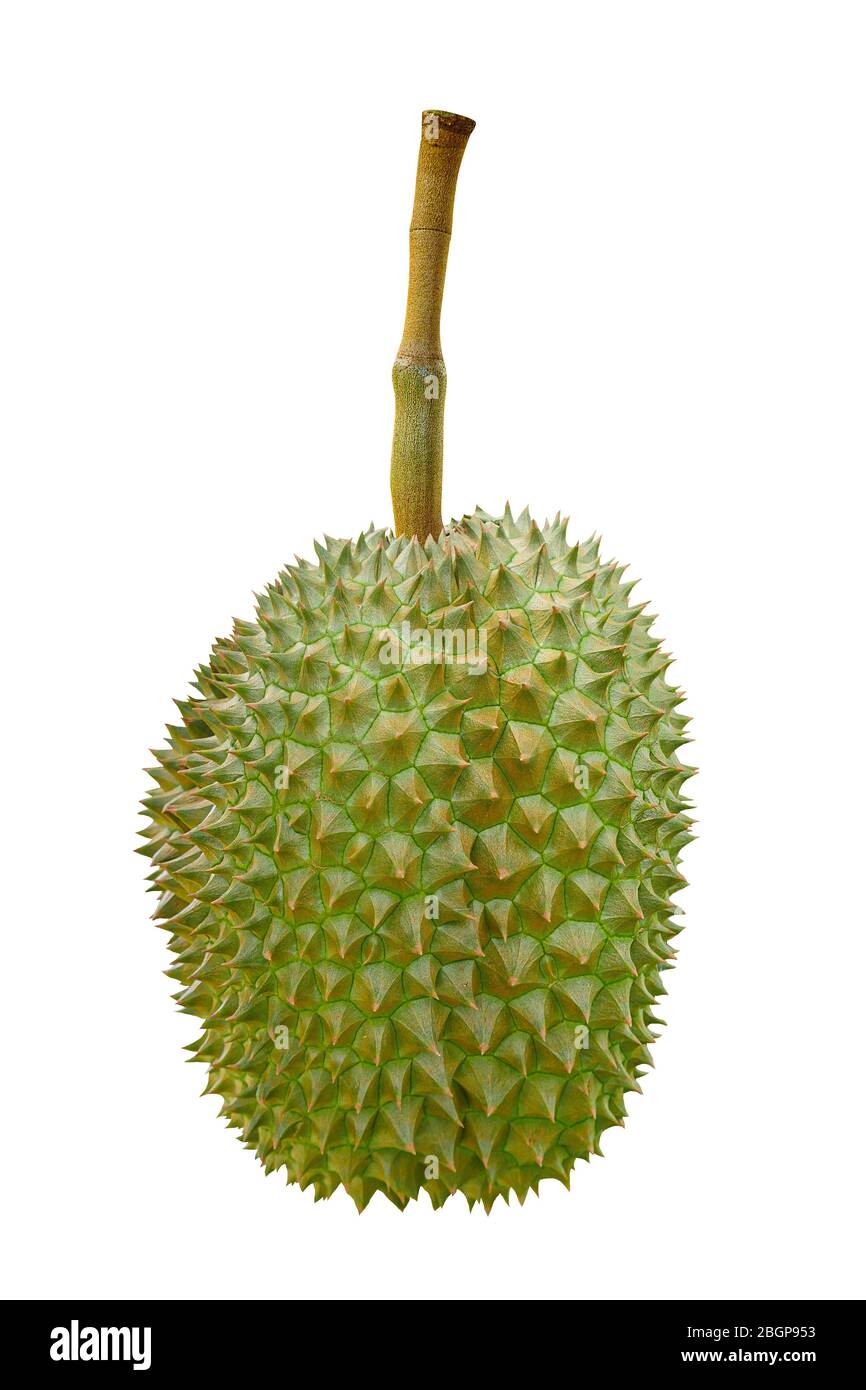 Durian Isolated on white background Stock Photo - Alamy