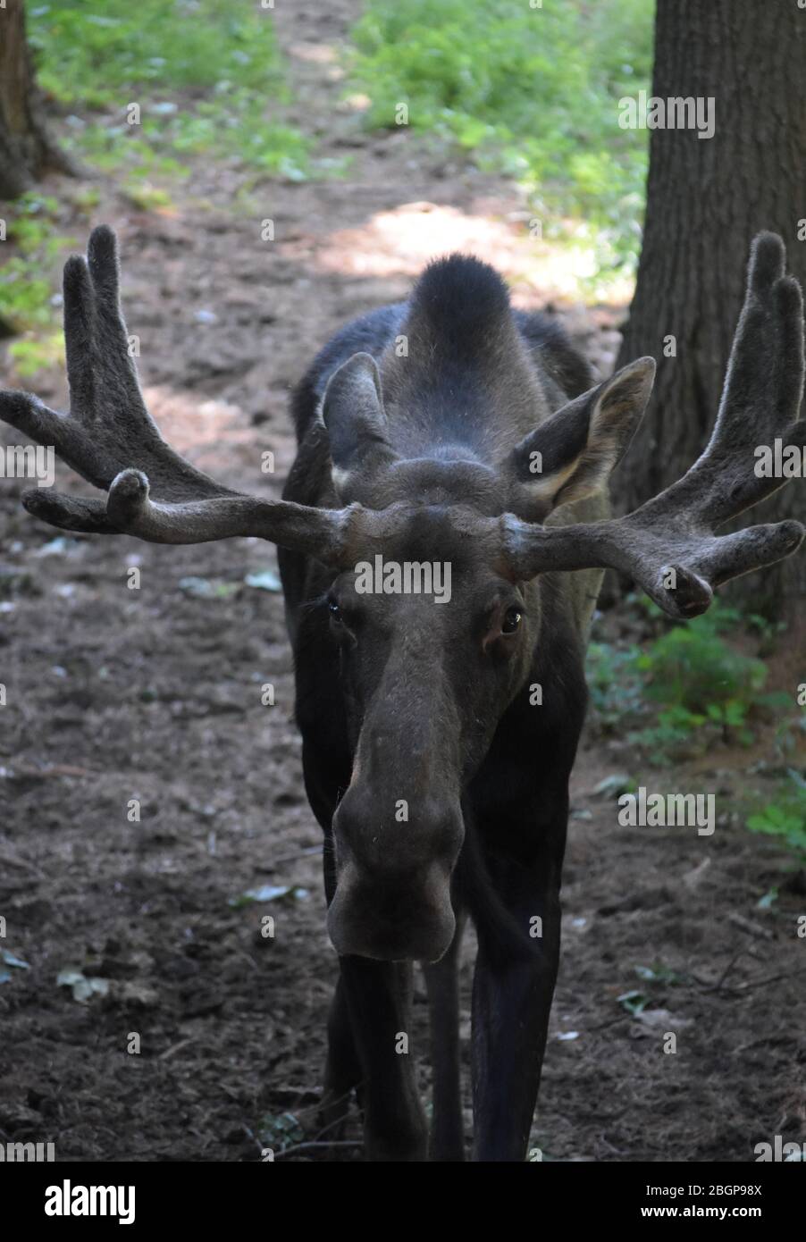 Full face and antlers hi-res stock photography and images - Alamy