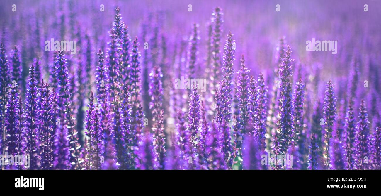 Decorative sage hi-res stock photography and images - Alamy