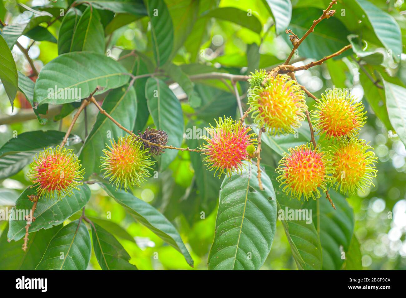 Rambutan fruit growing on tree hi-res stock photography and images - Alamy