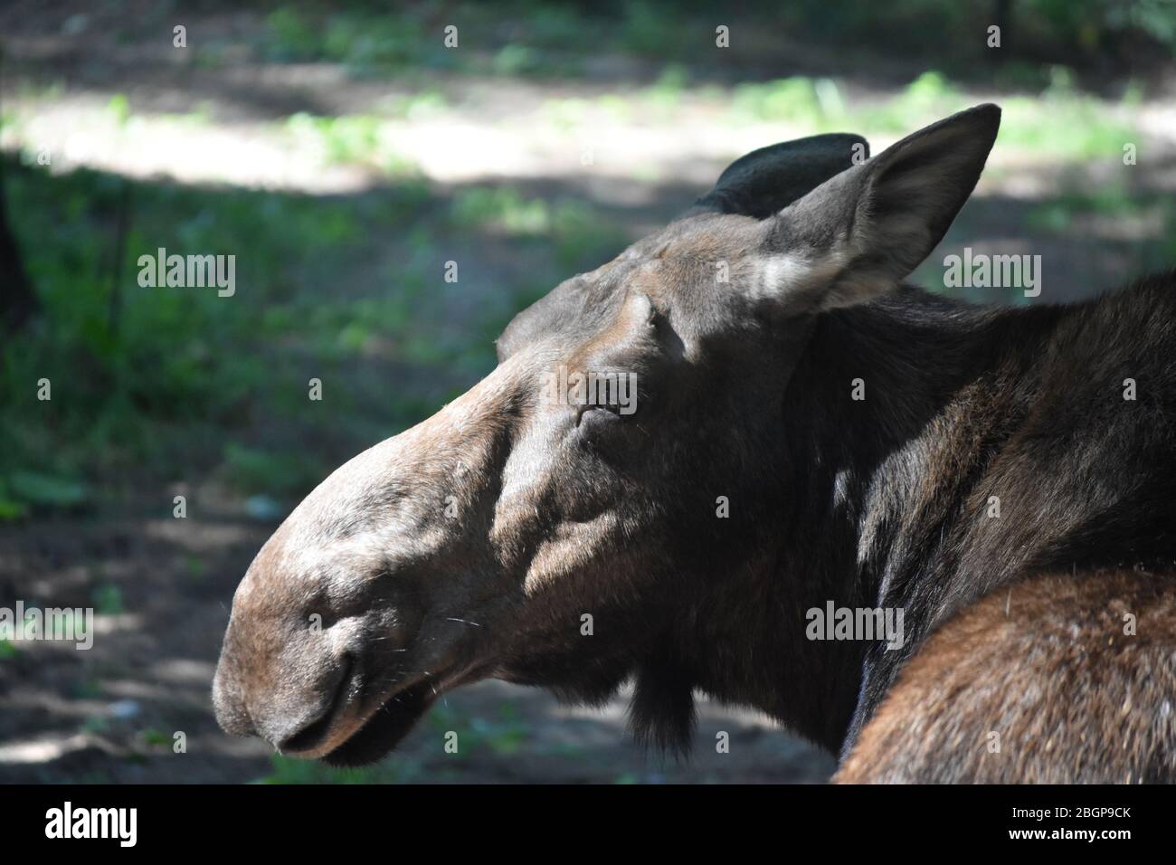 Moose close up profile view hi-res stock photography and images - Alamy