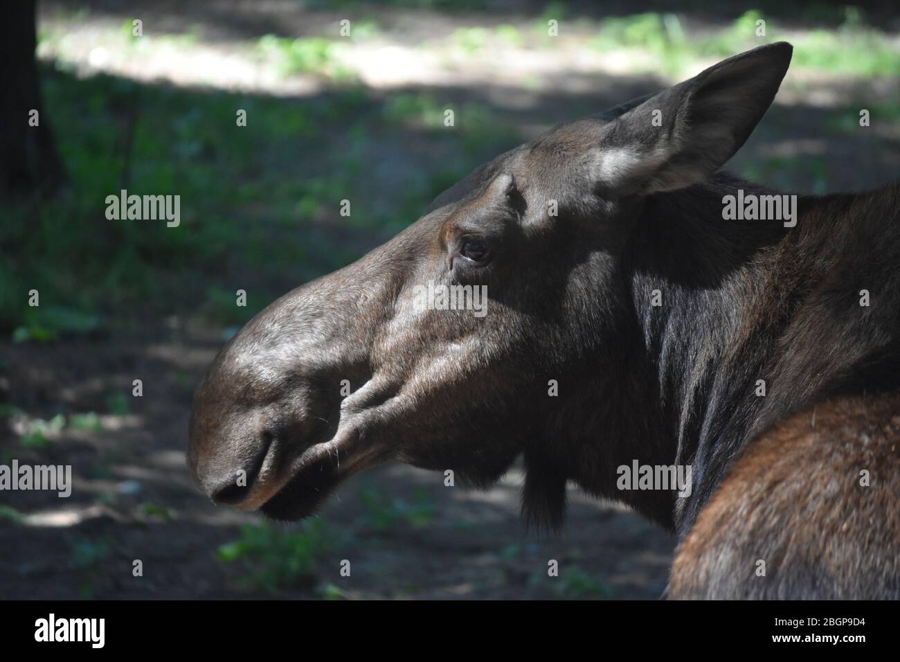 A moose profile in the wilderness of Maine Stock Photo - Alamy