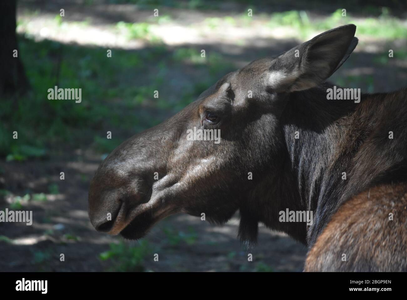 Side profile of a moose hi-res stock photography and images - Alamy