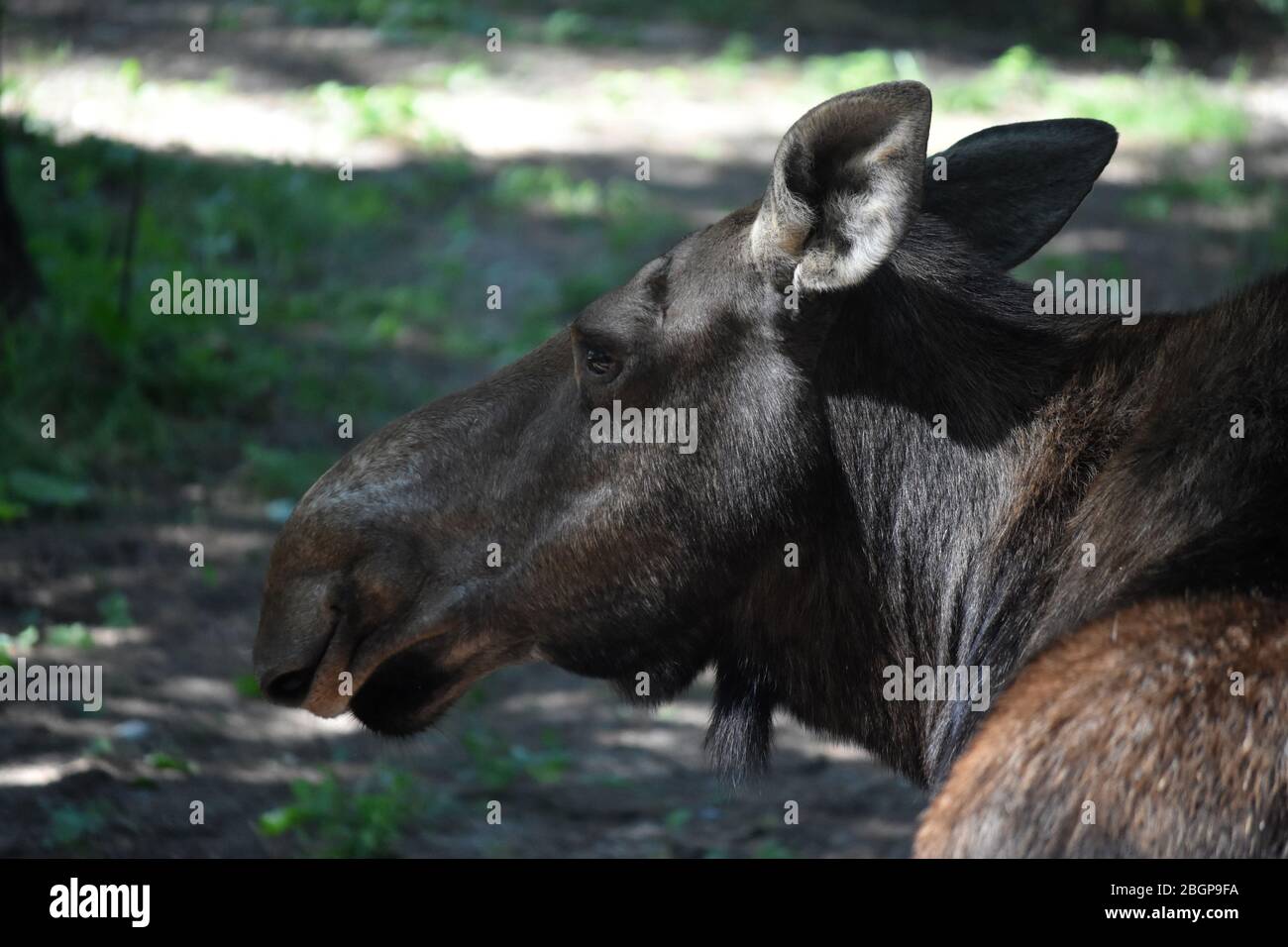Moose with his ears pinned back against his head Stock Photo - Alamy