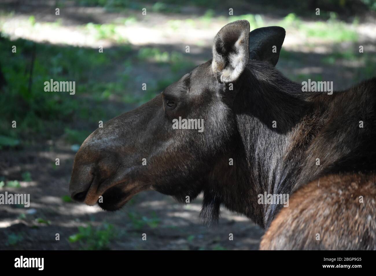 Wild look at an adult female moose in a clearing Stock Photo - Alamy