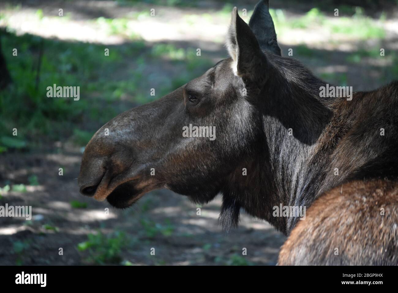 Perked ears hi-res stock photography and images - Alamy