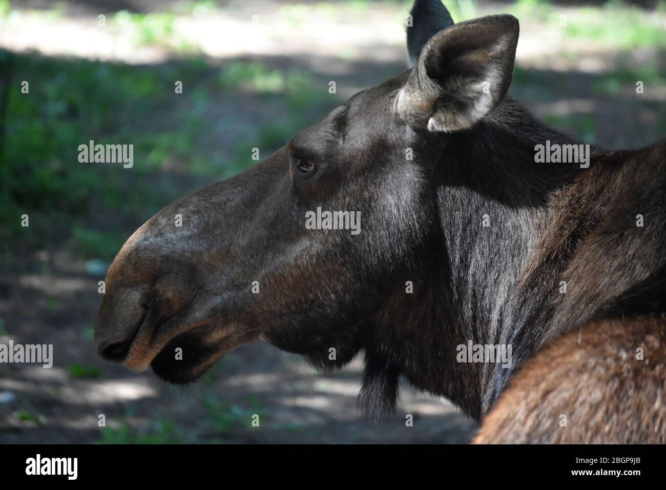 Moose close up profile view hi-res stock photography and images - Alamy