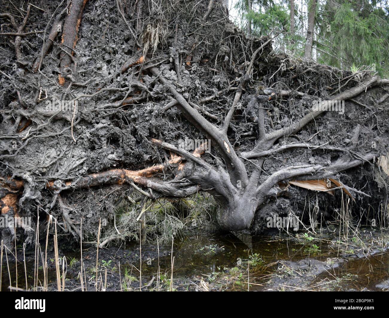 landscape with black tree roots, dirty and wet forest in early spring ...