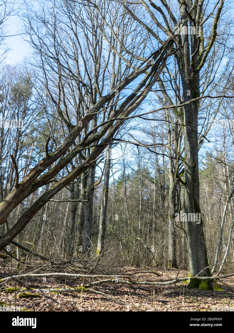 landscape with wild forest, trees overturned after a storm Stock Photo ...