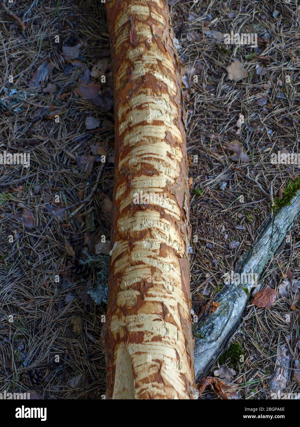 animal bitten tree branch, bark texture Stock Photo - Alamy