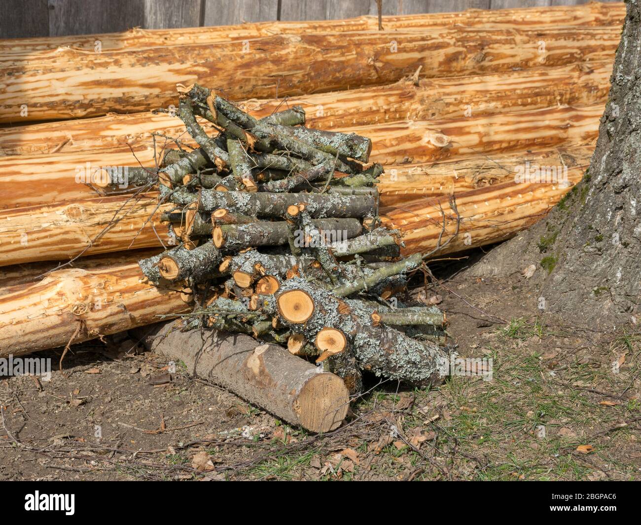 photo with peeled wooden logs, saw log texture, foreground branch stack ...