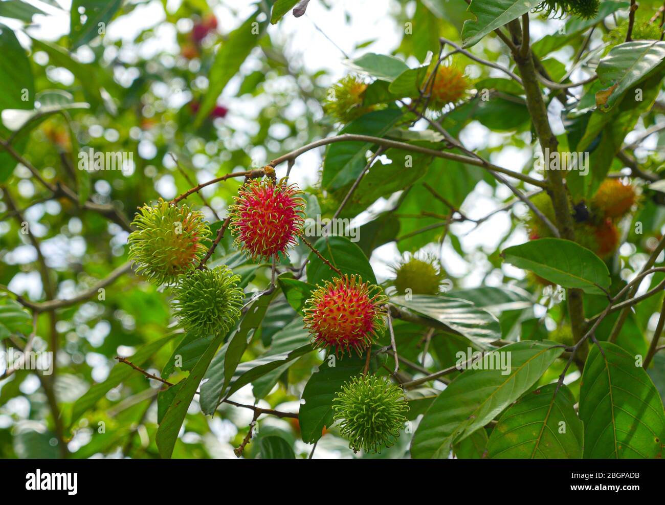 Rambutan growing hi-res stock photography and images - Alamy