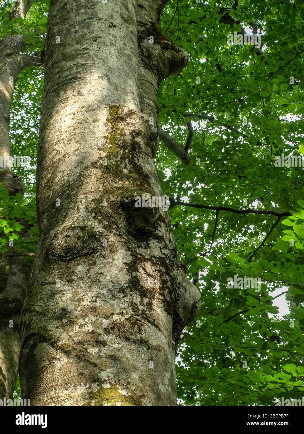 interesting trees with diverse growths, green leaf background Stock ...
