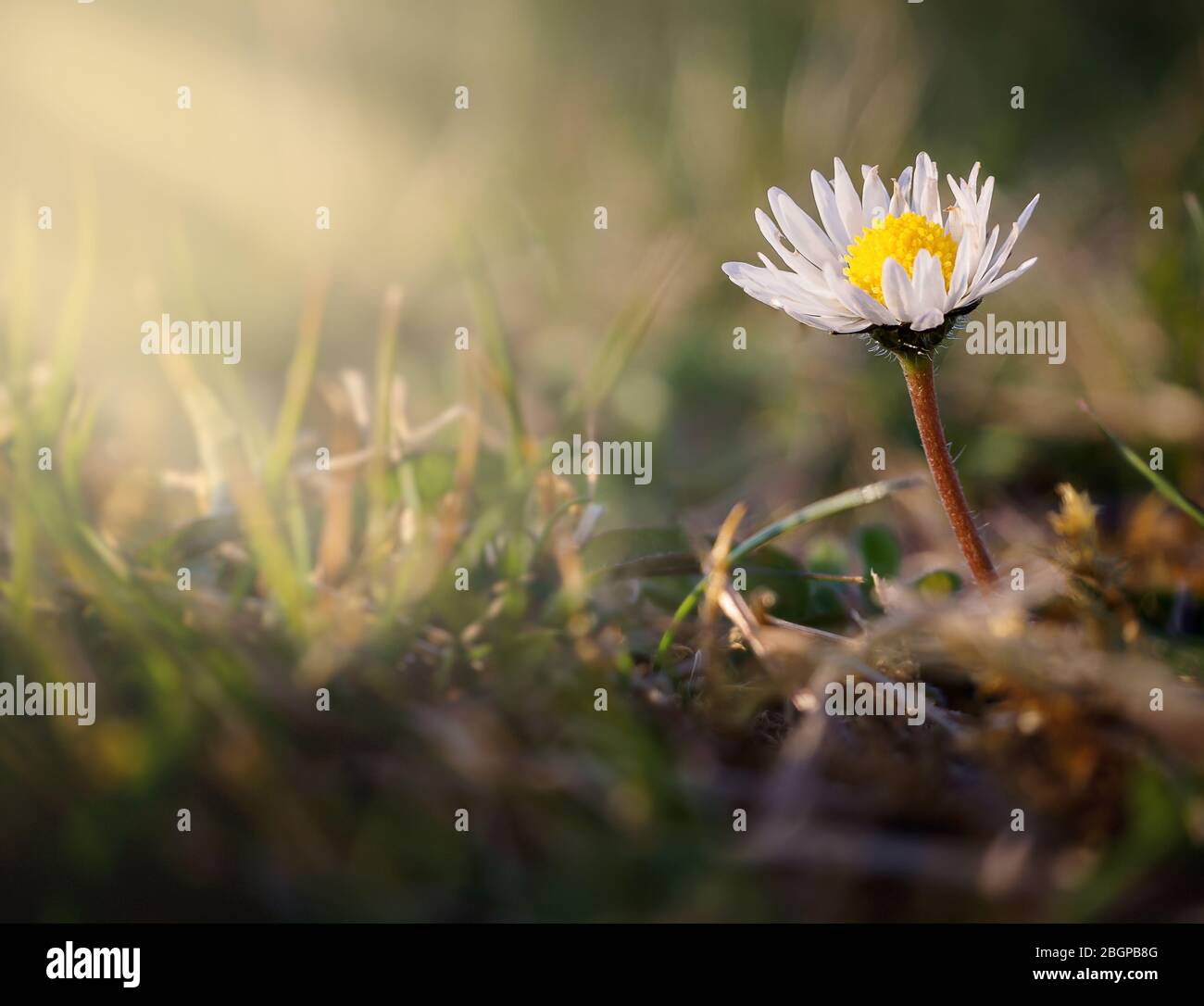 Flower in sunset hi-res stock photography and images - Alamy