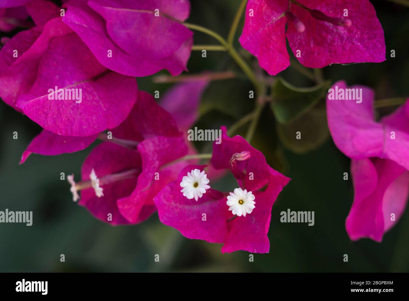 Israel, Mount of the Beatitudes, Bougainvillea flowers on the grounds ...