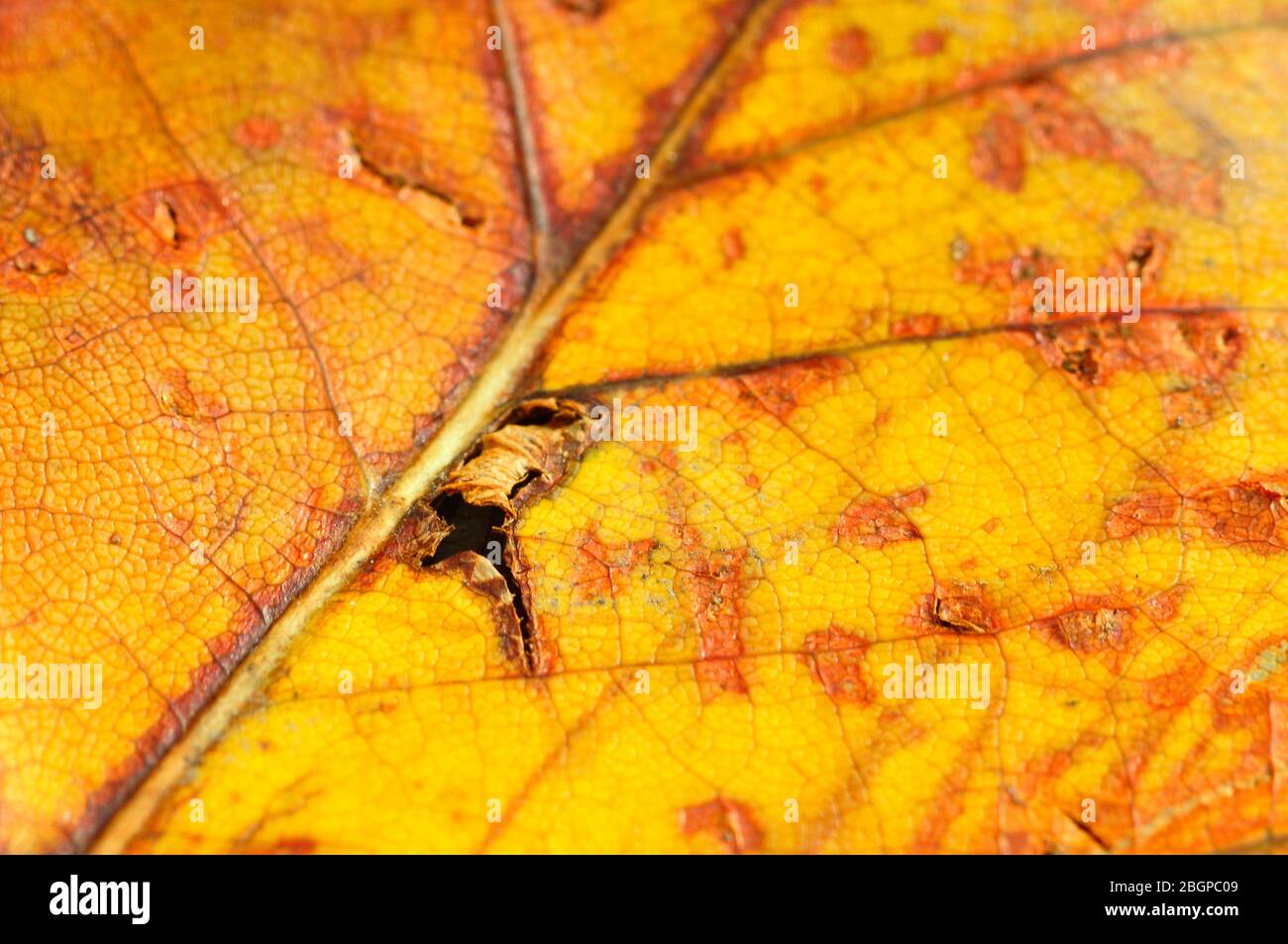 macro detail of a leaf in fall showing detail of structure and seasonal ...