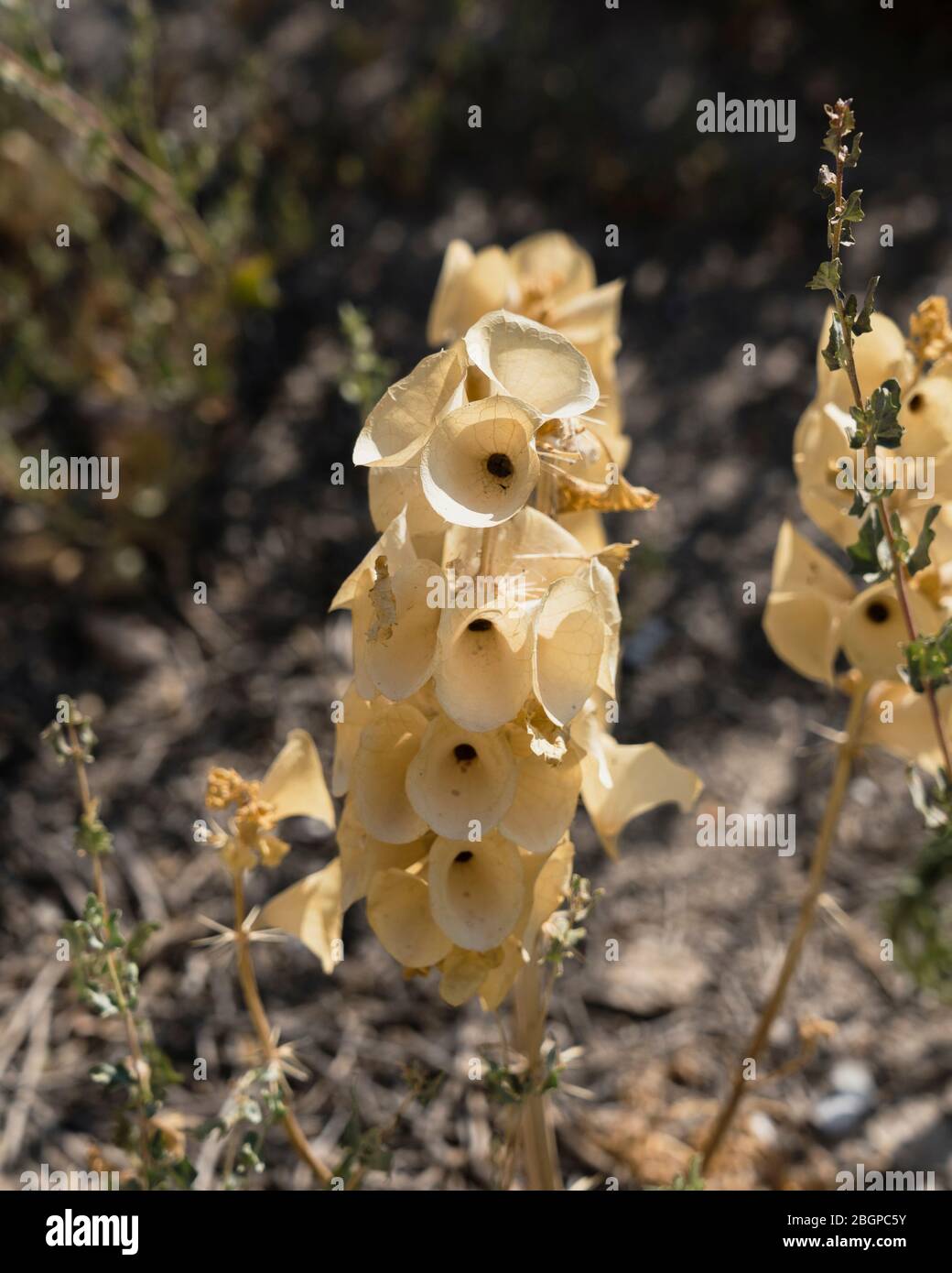 Molucca balm hi-res stock photography and images - Alamy