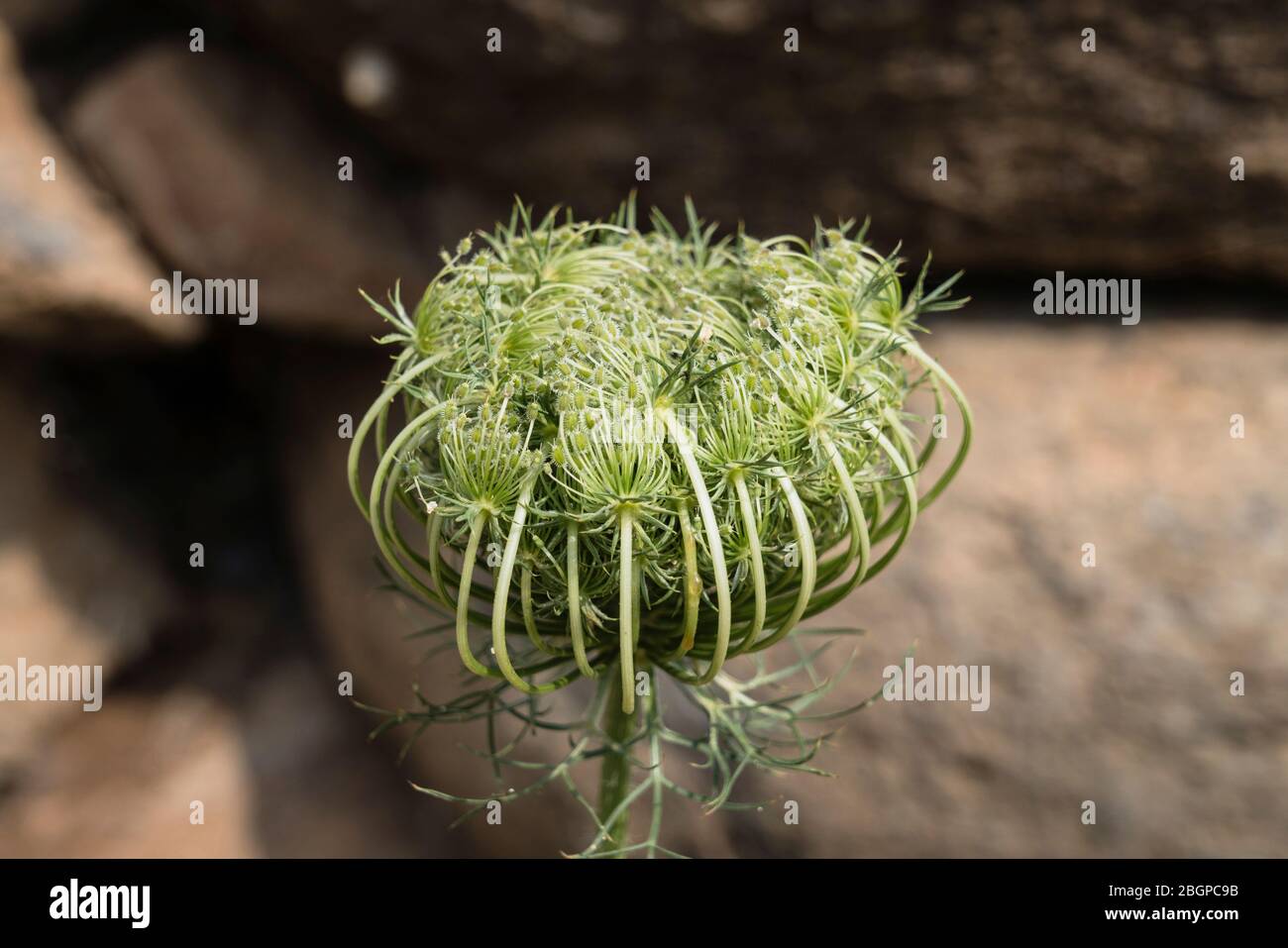 Israel, The seed head of a wild carrot, also known as Queen Anne's Lace ...