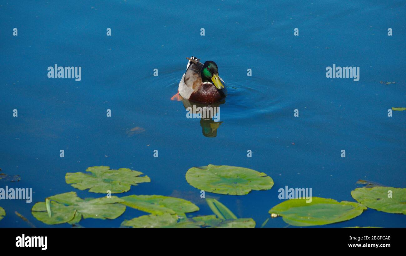 Ducks near water Stock Photo - Alamy