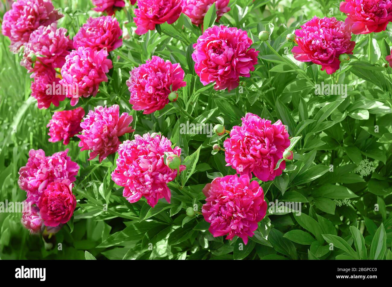 Garden red peonies hi-res stock photography and images - Alamy