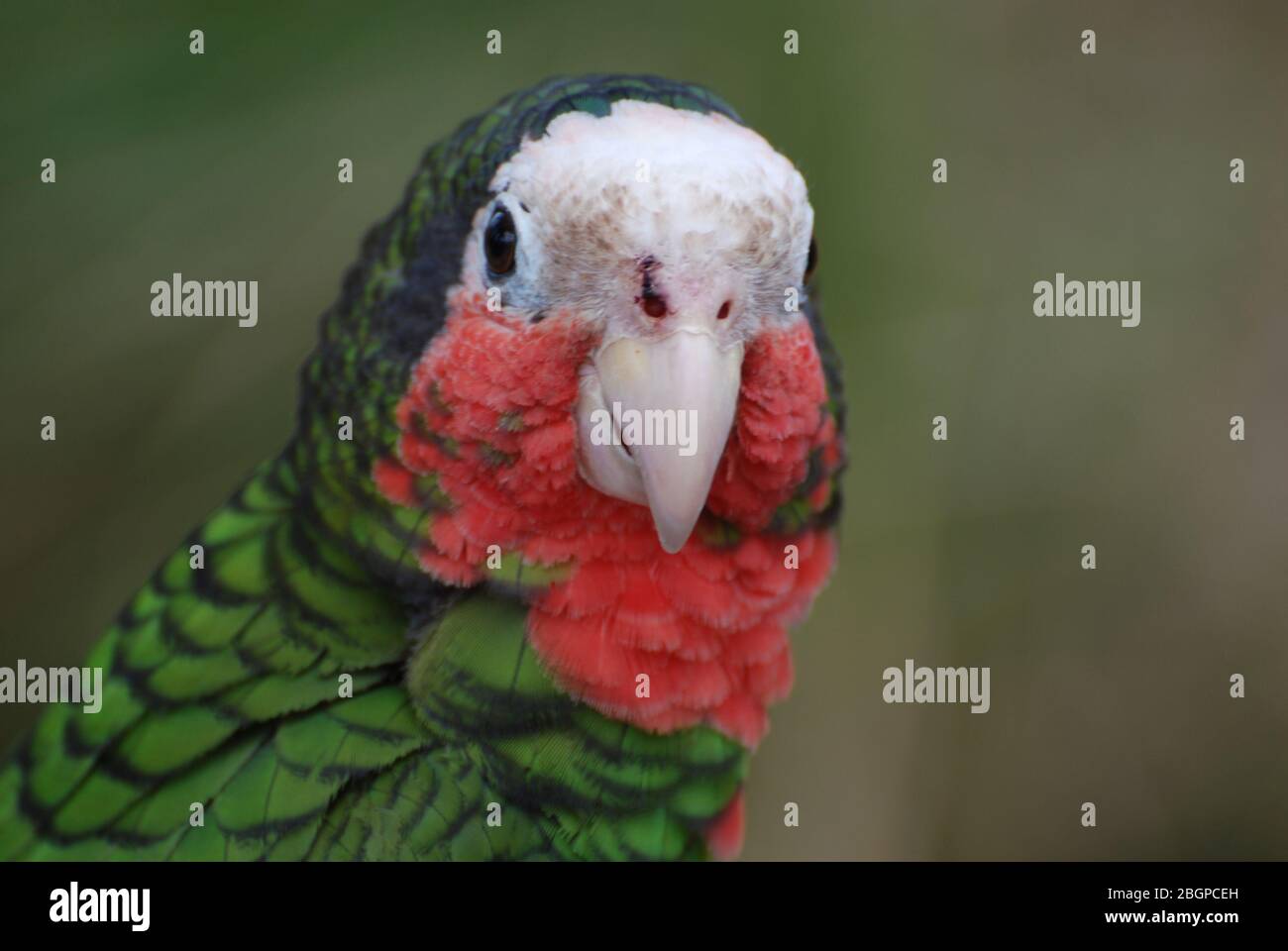 Gorgeous look at a green conure bird up close Stock Photo - Alamy