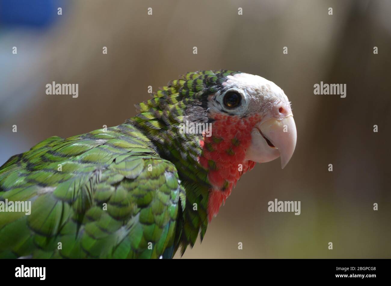 Mitred conure hi-res stock photography and images - Alamy