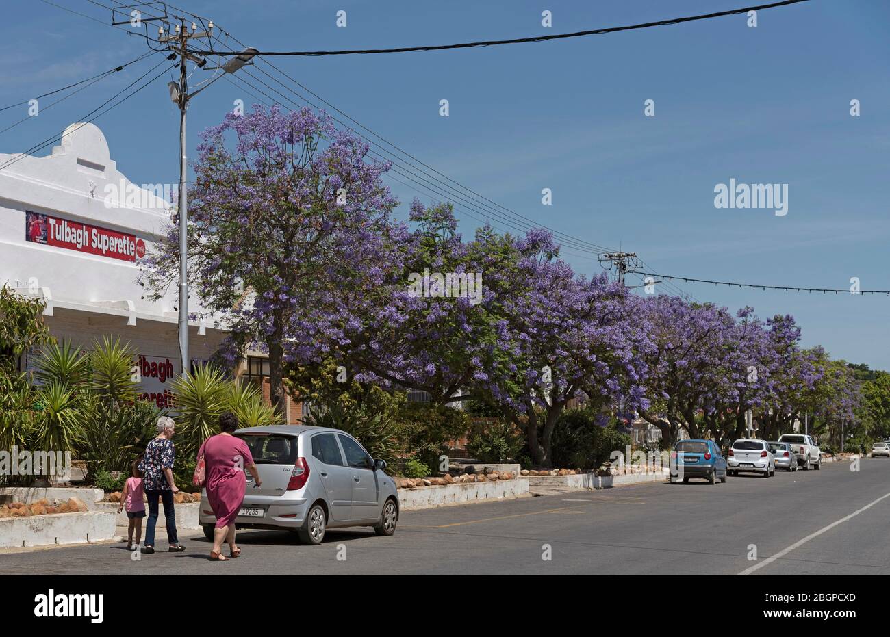 Tulbagh, Western Cape, South Africa. 2019. Sup and Jacoranda trees ling ...
