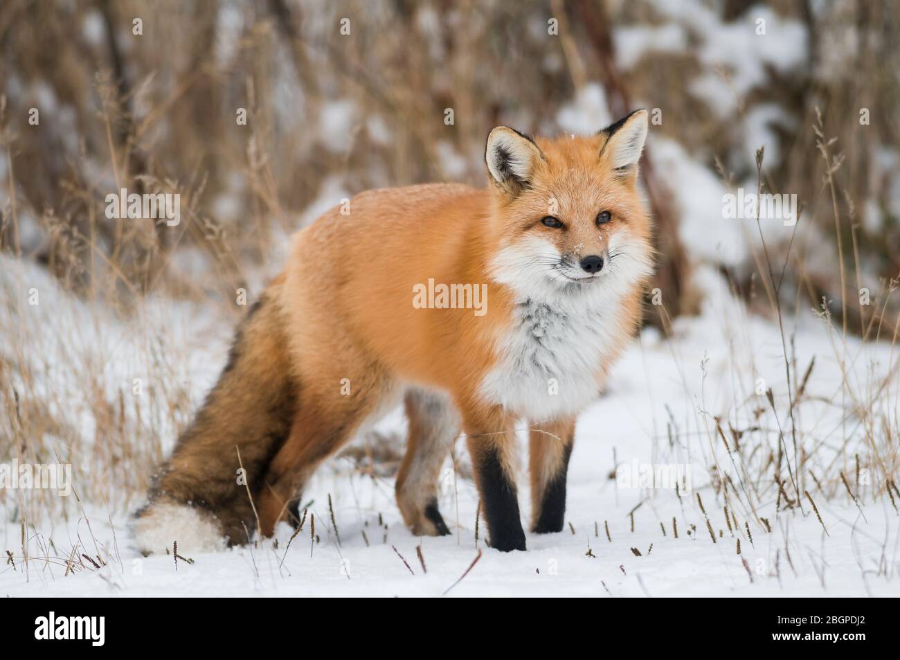 Adult Red Fox (Vulpes vulpes), Winter, North America, by Dominique ...