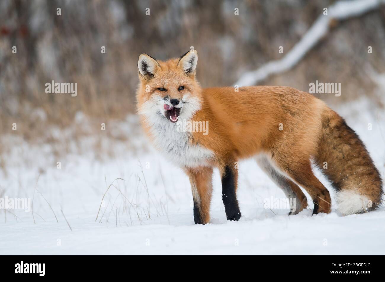 Adult red fox hi-res stock photography and images - Alamy