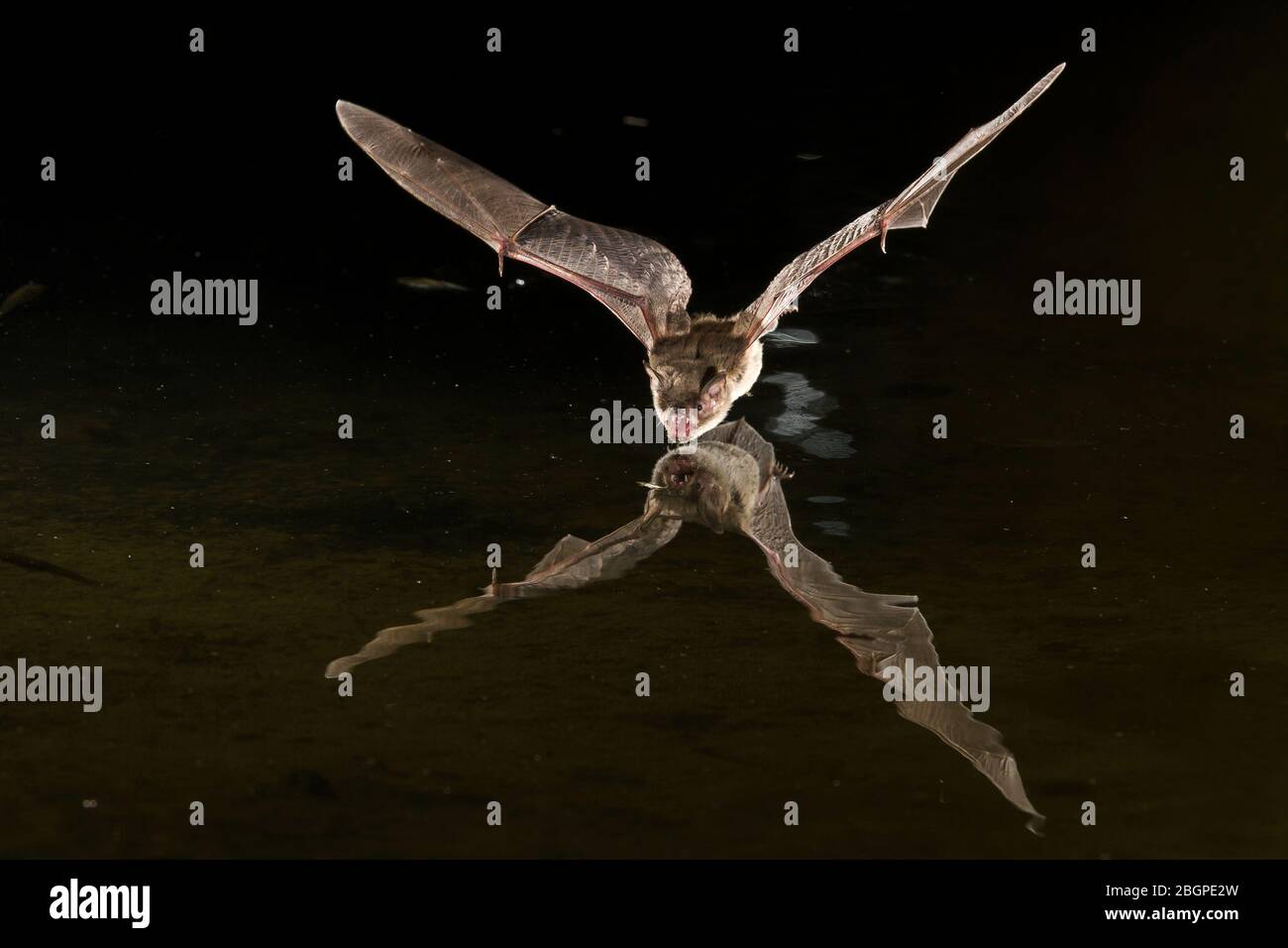 Pallid bat in flight, hunting at night, Arizona, USA, by Dominique ...