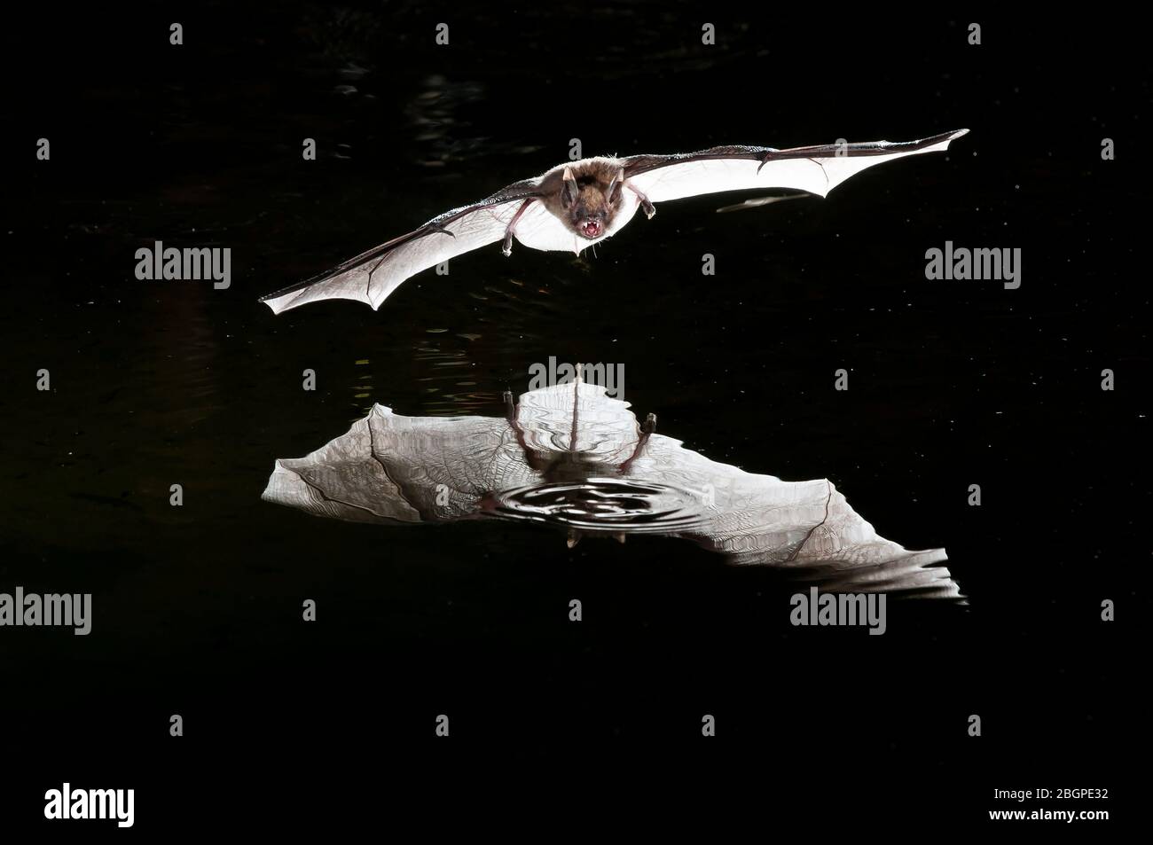 Echolocation hi-res stock photography and images - Alamy