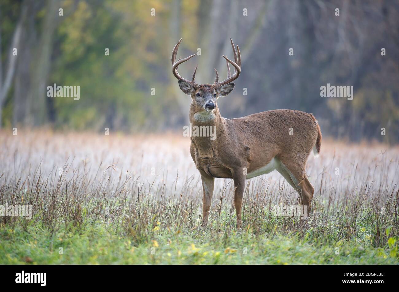White tail buck hi-res stock photography and images - Alamy