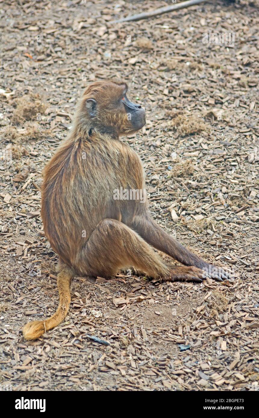 GELADA BABOON Thepithecus Gelada Ethiopia Africa Stock Photo - Alamy