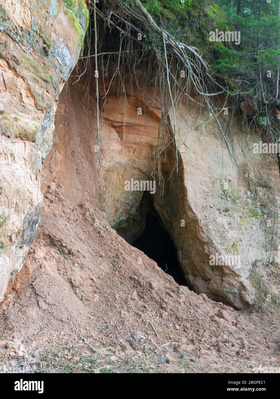 picture with a sandstone wall and tree roots, a cave covered with moss ...